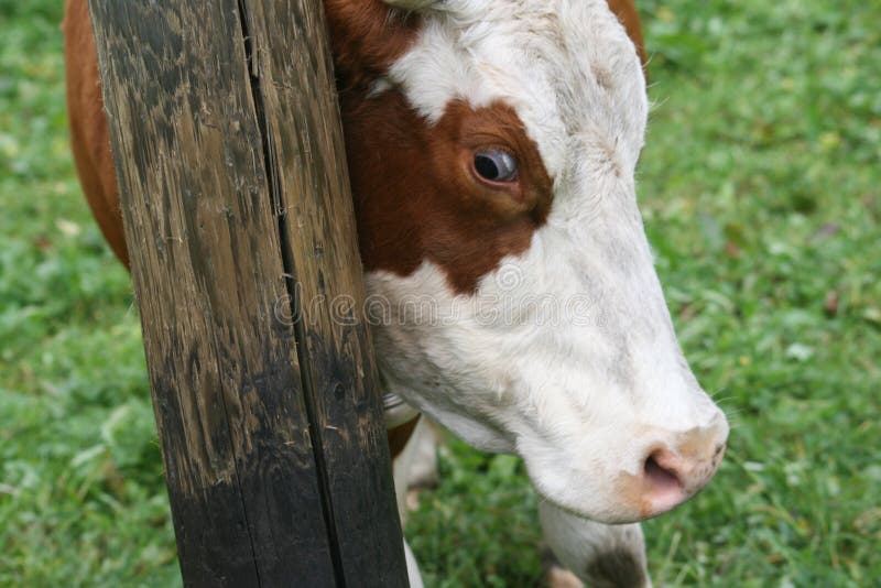 Cow Scratching on a Wooden Stick Stock Photo - Image of eating ...