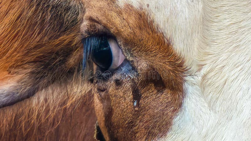 A Cow Seen Crying is Photographed Up Close Stock Photo - Image of ...