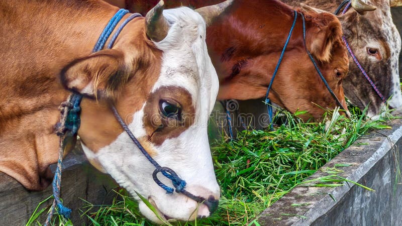 A Cow Seen Crying is Photographed Up Close Stock Photo - Image of horse ...