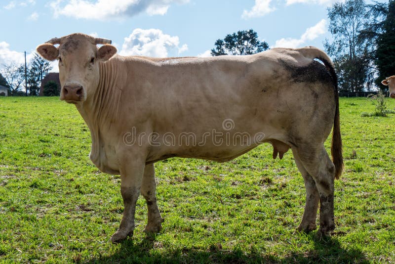 Cow, Seen from the Side, Stands Proud in a Meadow Stock Photo - Image ...