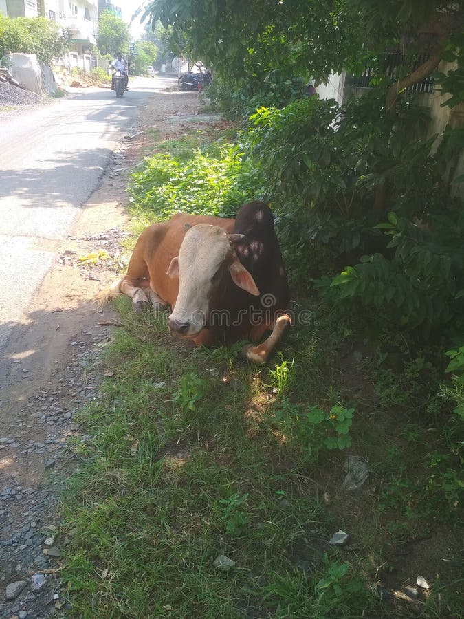 Cow settings at road site stock image. Image of animal - 190898031