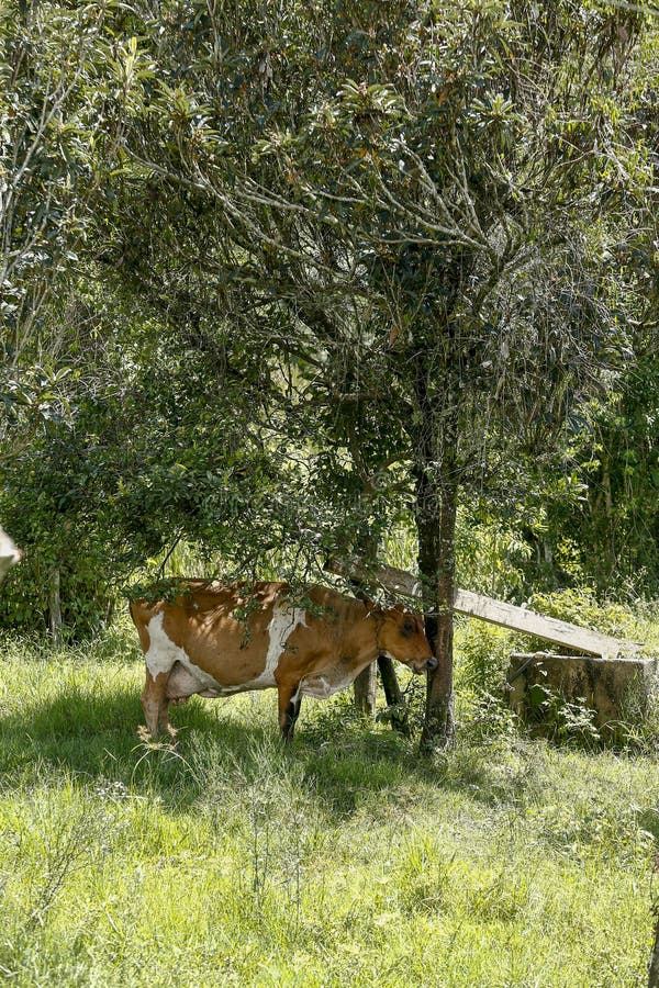 Cow in the Shade of the Tree Stock Image - Image of brazilian, mead ...