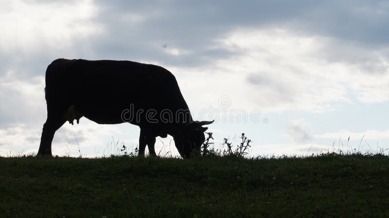 Cow shadow stock photo. Image of country, hills, dairy - 57098894