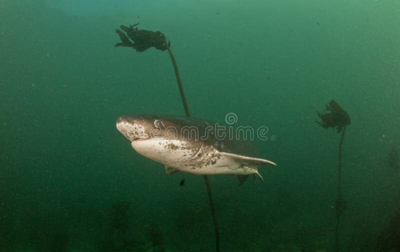 Cow Shark or Seven Gills Shark Stock Image - Image of animal, cowshark ...
