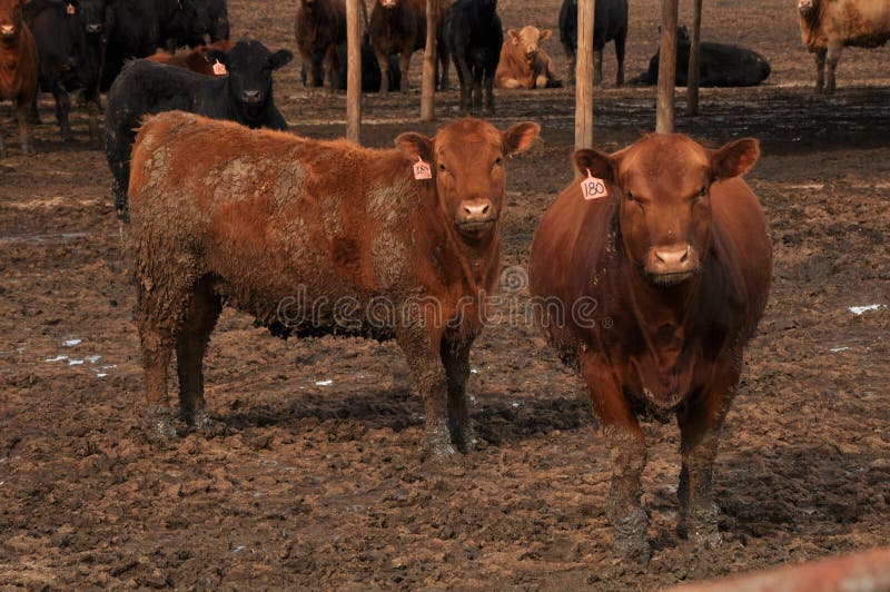 Cows in the Nebraska Badlands Stock Image - Image of grass, light: 81720267
