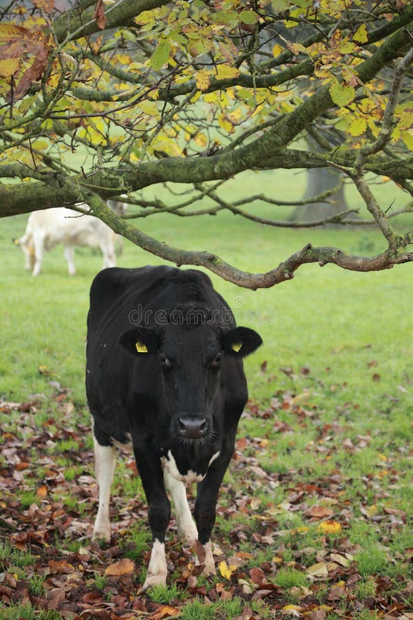 Cow under the tree stock image. Image of animal, bovine - 17791445