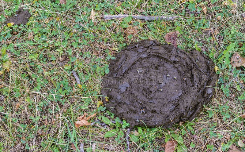Cow shit stock image. Image of shit, heap, cattle, nature - 44852959