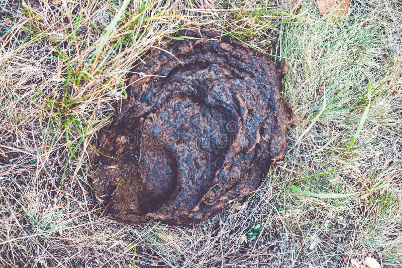 Cow Shit on the Green Grass. Stock Photo - Image of dirty, cowshit ...