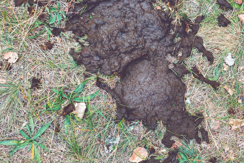 Cow Shit on the Green Grass. Stock Image - Image of dirty, dung: 102982235