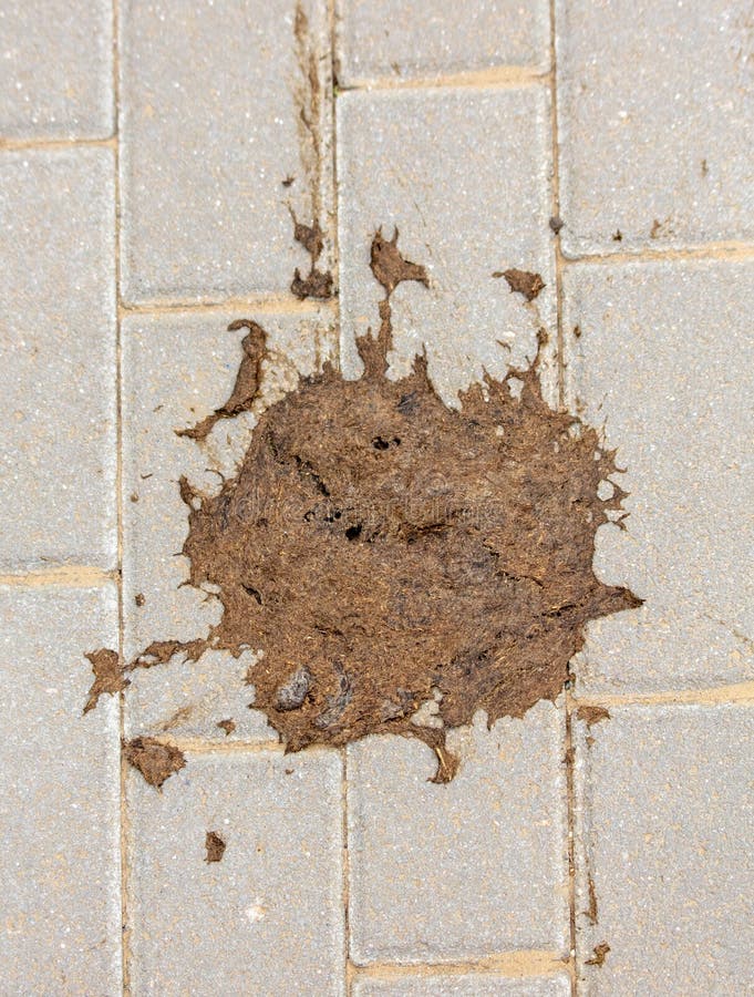 Cow shit on the road stock photo. Image of fresh, organic - 300228662