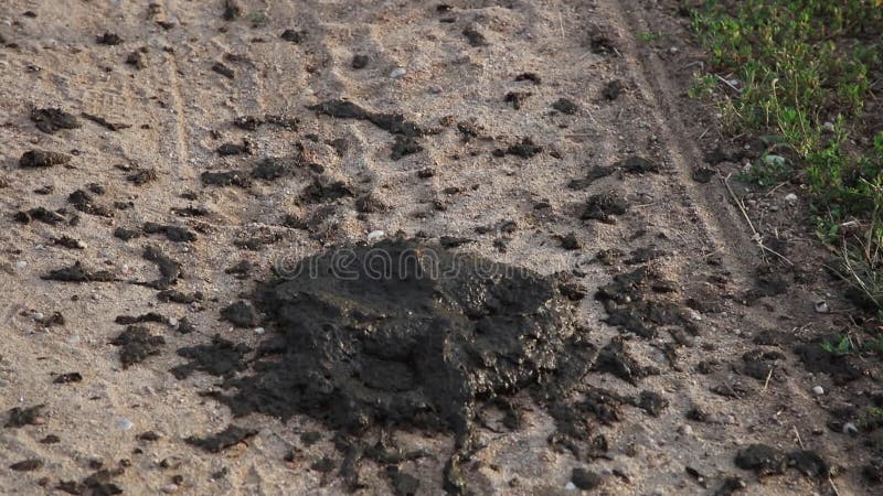 Cow shit on a sandy road stock video. Video of heap - 157156105