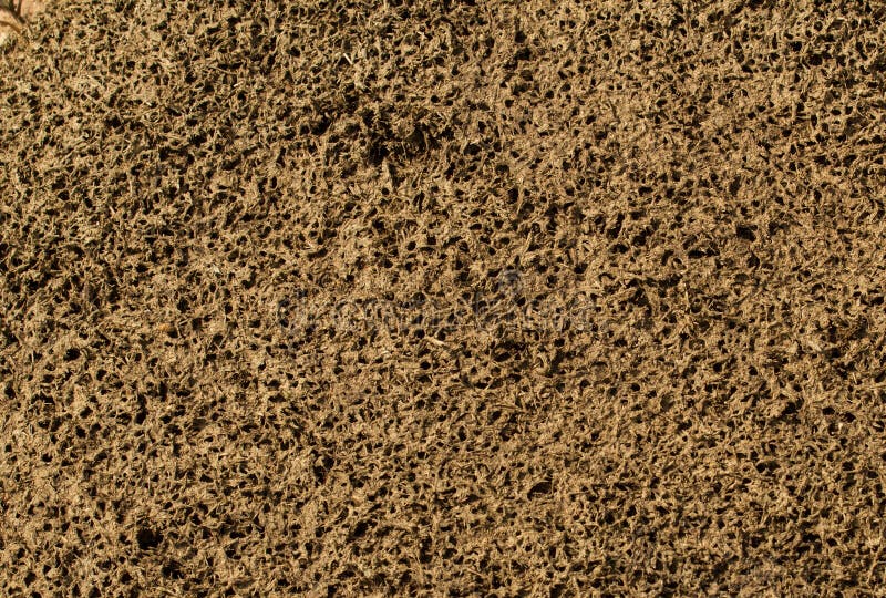 Cow shit texture stock image. Image of texture, detail - 45677017