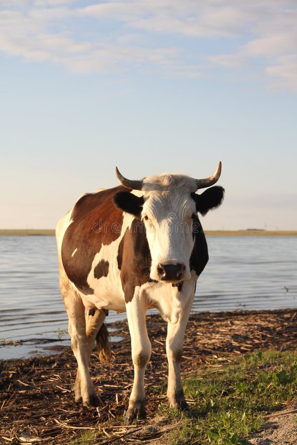 Cow and shore stock photo. Image of summer, water, horizon - 22162084