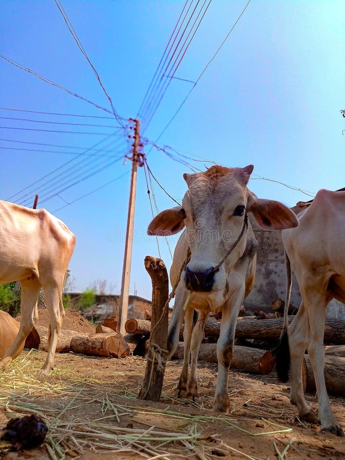 Cow Shot on the Village Eat Grass Stock Image - Image of village, shot ...