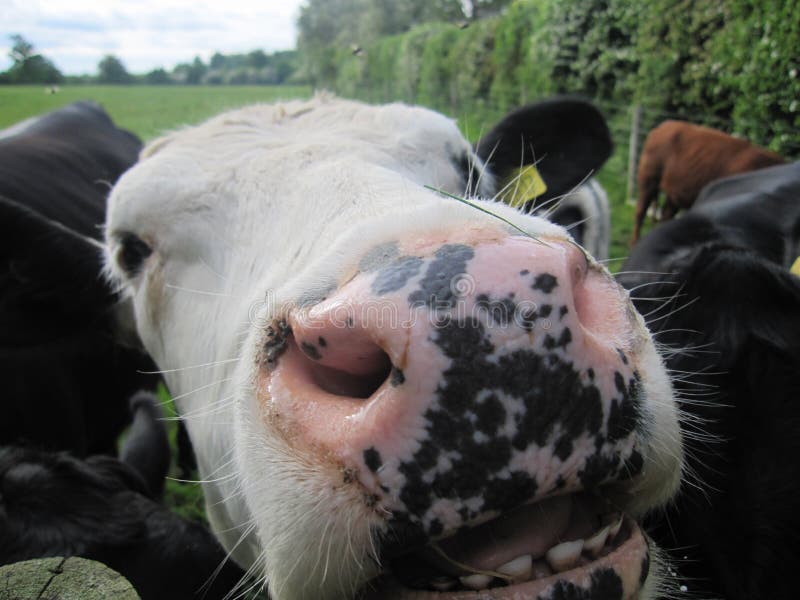 Cow Teeth Stock Photos - Download 475 Royalty Free Photos