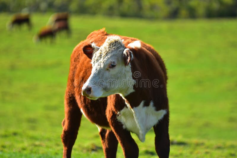 931 Side Face Cow Stock Photos - Free & Royalty-Free Stock Photos from ...