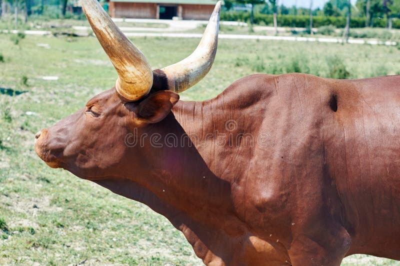 4,596 Cow Side View Stock Photos - Free & Royalty-Free Stock Photos ...