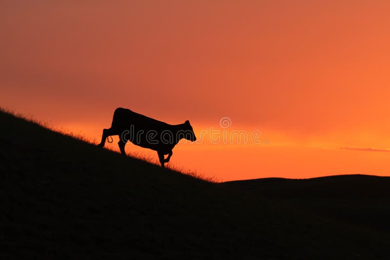 Cow silhouette at sunset stock image. Image of orange - 266272615