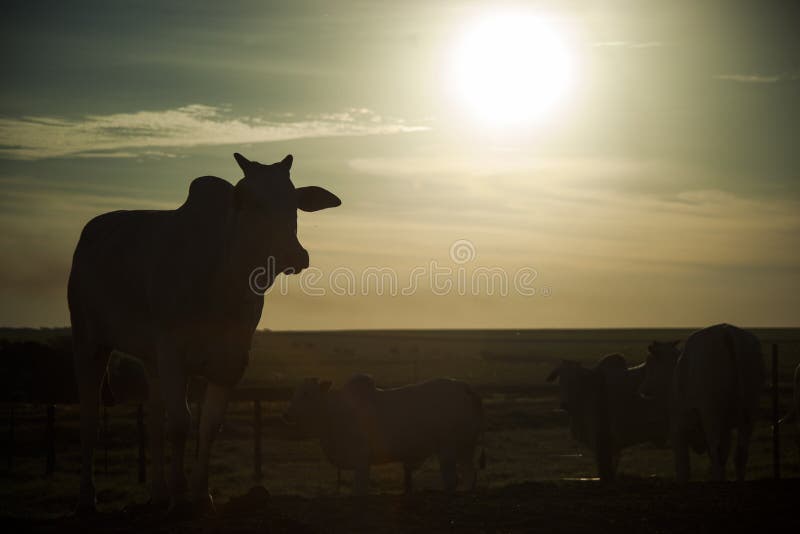 13,382 Cattle Sunset Stock Photos - Free & Royalty-Free Stock Photos ...