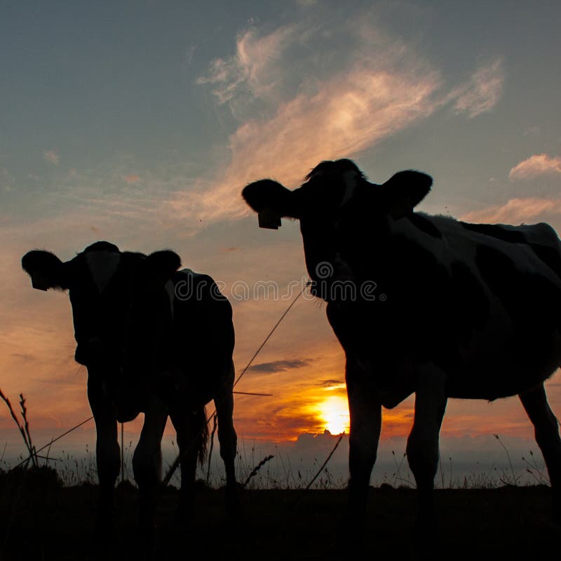 Cow silhouette stock photo. Image of sundowner, sunrise - 46724592