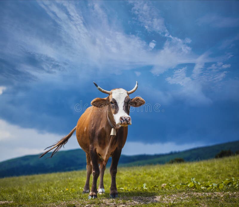 Cow is Singing in the Mountain Meadows Stock Photo - Image of panoramic ...