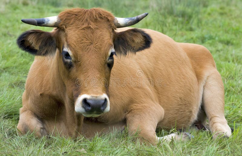 Cow sitting in field stock photo. Image of grass, sitting - 7716198