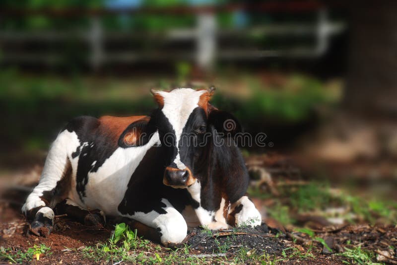 Cow sitting on the ground stock photo. Image of cowshed - 204526520
