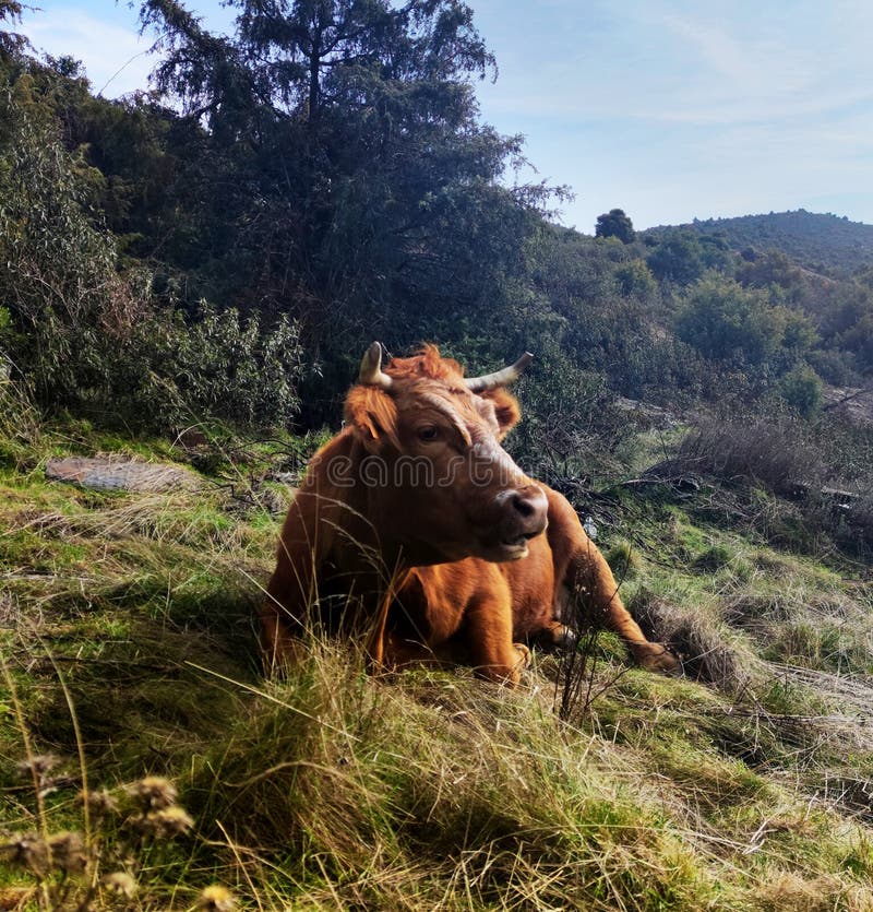 Cow sitting in a meadow stock image. Image of beef, grazing - 211481845