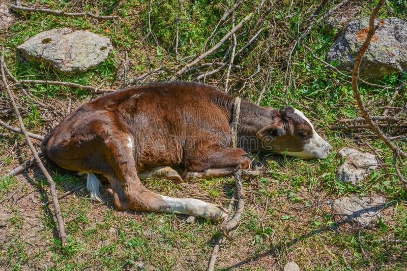 Cow Sitting and Resting on Meadow Stock Image - Image of resting, dairy ...