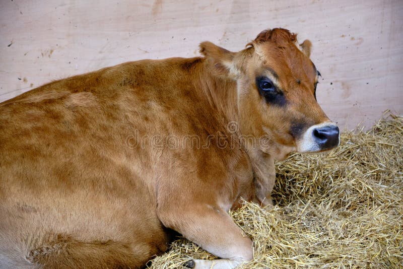 Close-up of a Cow Sitting at a Rural Dairy Farm. Stock Image - Image of ...