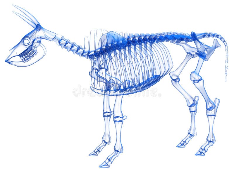 Cow Skeleton Transparent 3D Rendering Stock Illustration - Illustration ...