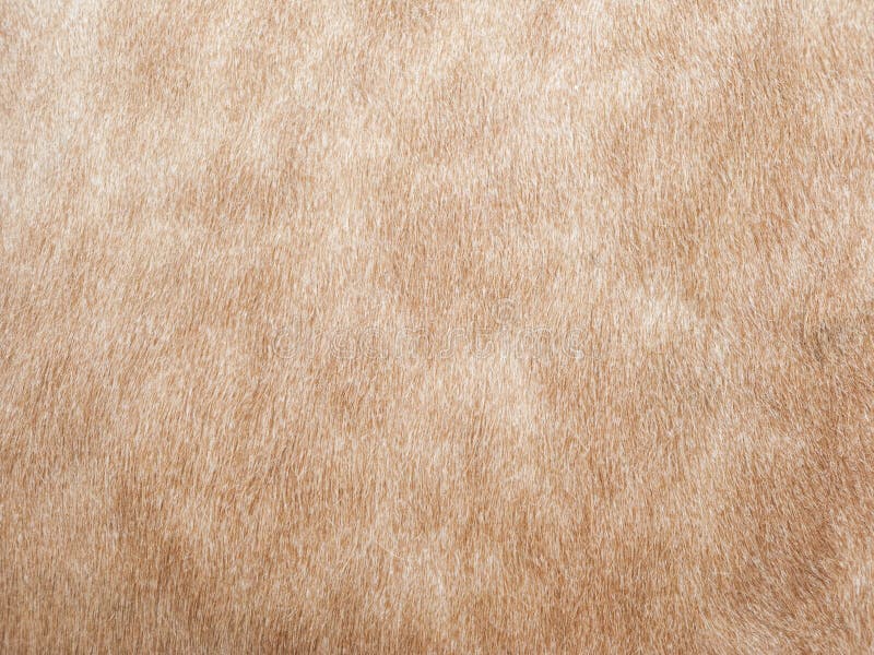 Cow skin background stock photo. Image of wallpaper, texture - 13575664