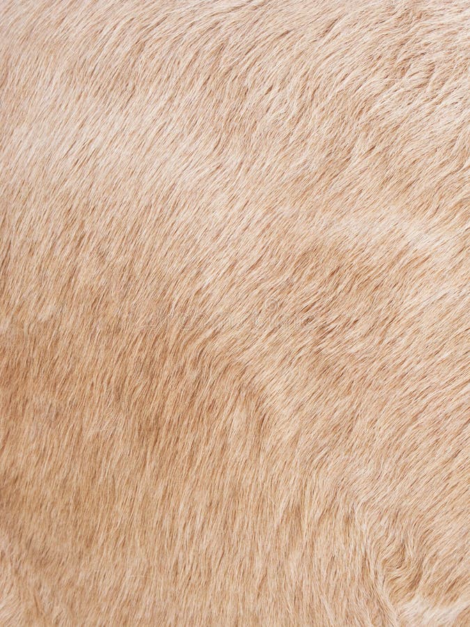 Cow skin background stock photo. Image of wallpaper, texture - 13575664