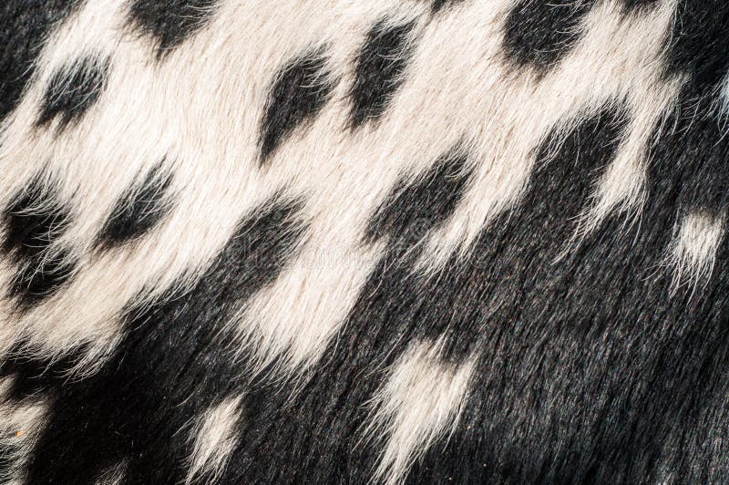 A Black and White Dog& X27;s Skin Stock Photo - Image of white, pattern ...