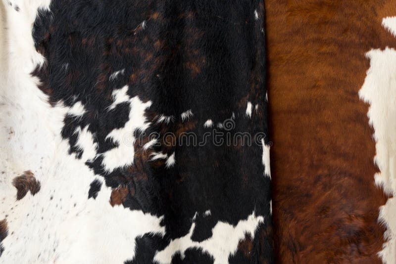 Seamless Cow Hide Pattern Stock Images - Download 323 Royalty Free Photos