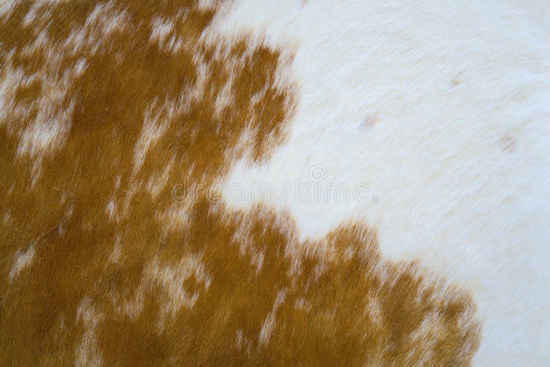 Cow Skin stock image. Image of skin, animal, farm, closeup - 101254707