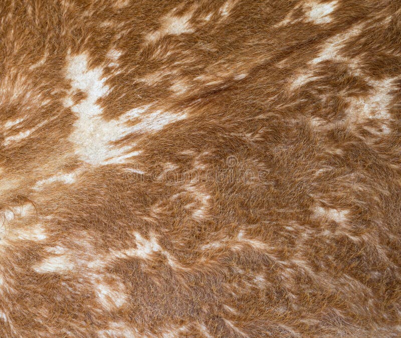 Cow skin stock image. Image of cowhide, print, rural - 63168149