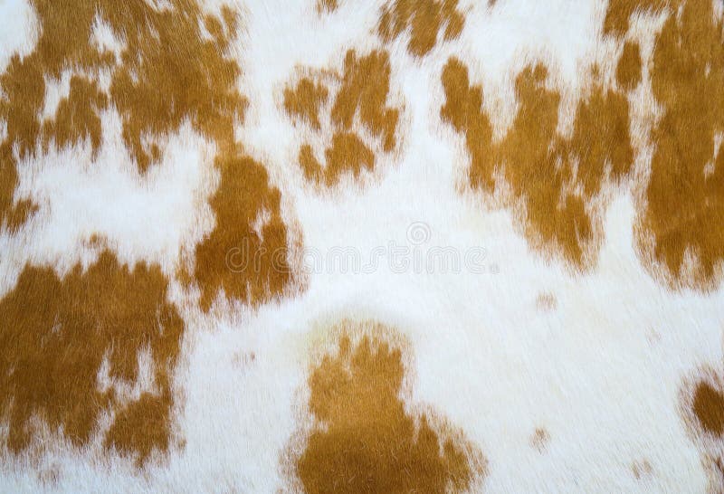 Cow Skin stock photo. Image of skin, texture, giraffidae - 101254770