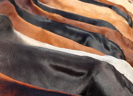 Cow skin surfaces stock photo. Image of closeup, brown - 27858710