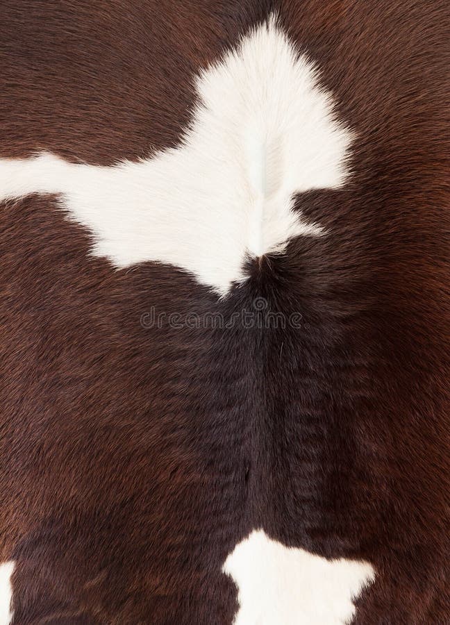 Cow skin stock photo. Image of taurus, skin, bull, brown - 30977388