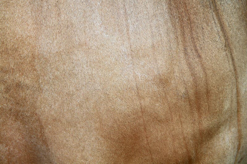 Cow skin stock photo. Image of mammal, color, white, farm - 74970062