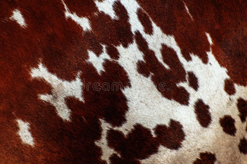 Cow Skin Texture and Background Stock Photo - Image of color, hair ...