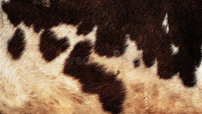Cow Skin Texture and Background Stock Image - Image of black, backdrop ...