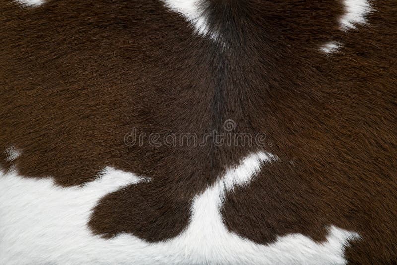 Texture of cow's skin stock image. Image of background - 2700703