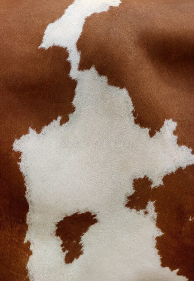 Cow skin texture stock image. Image of skin, hairy, material - 54544681