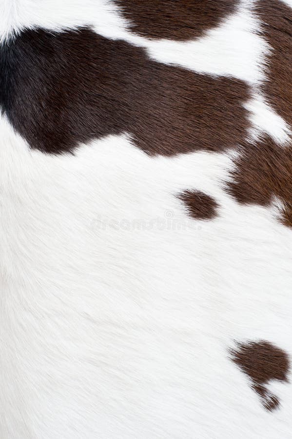 Cow skin texture stock image. Image of design, farm, natural - 58890013