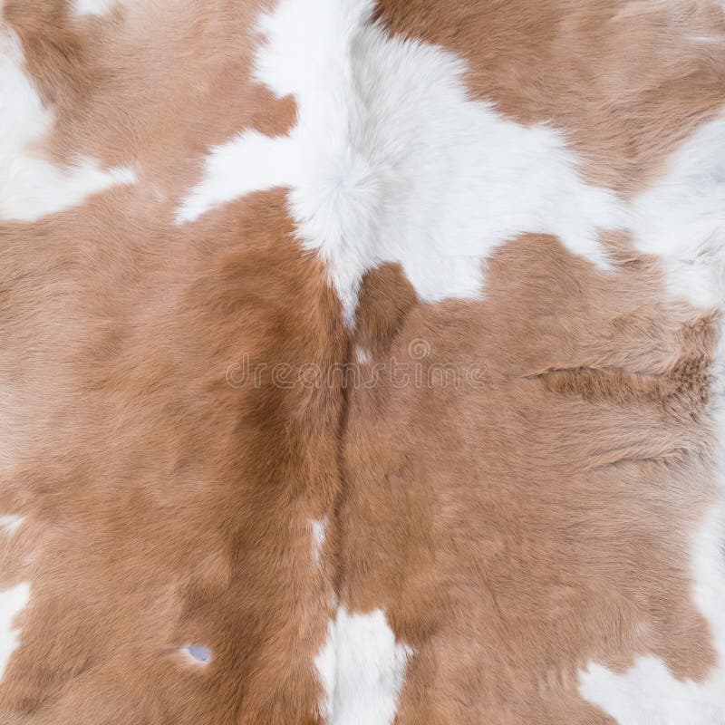 Cow skin texture stock photo. Image of macro, full, bovine - 66738666