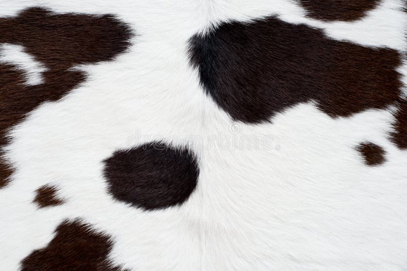 Cow skin texture stock photo. Image of domestic, fabric - 58890866