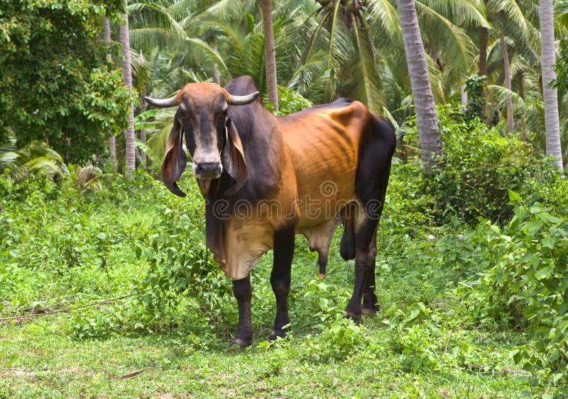 Cow stock image. Image of animal, agriculture, nature - 30957501