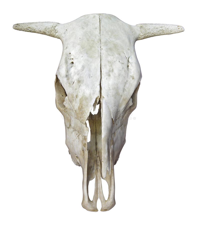 Cow Skull stock image. Image of bone, desert, horned - 29363733
